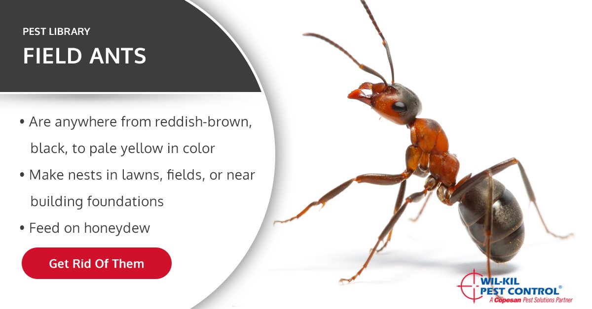 Field Ant Identification | How to Get Rid of Field Ants