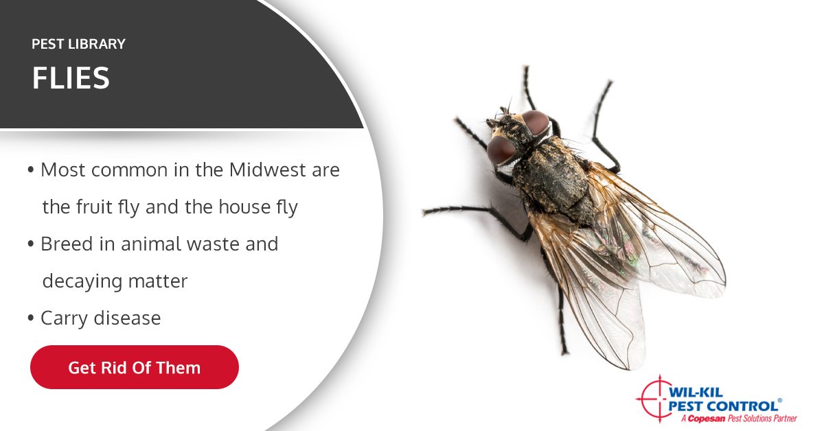 House Fly Facts & Identification | Wil-Kil Pest Control