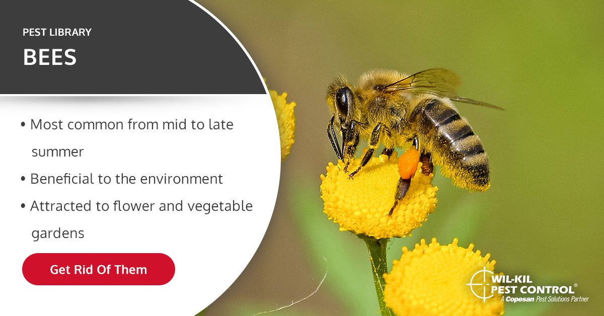 Honeybees & Bumblebees | Terminix Wil-Kil Pest Control