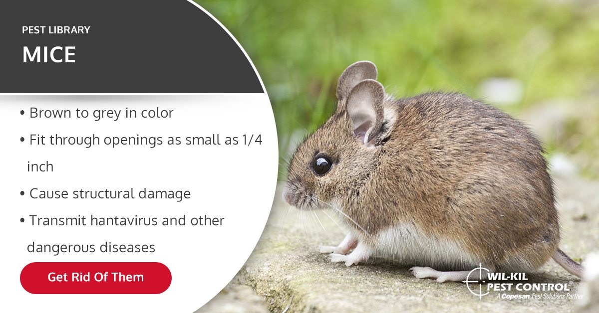 Mice Identification Prevention and Extermination Tips