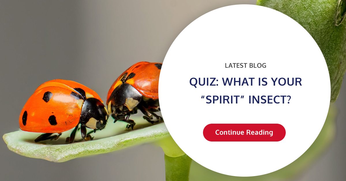 Quiz - What is Your Spirit Insect? | Wil-Kil Pest Solutions