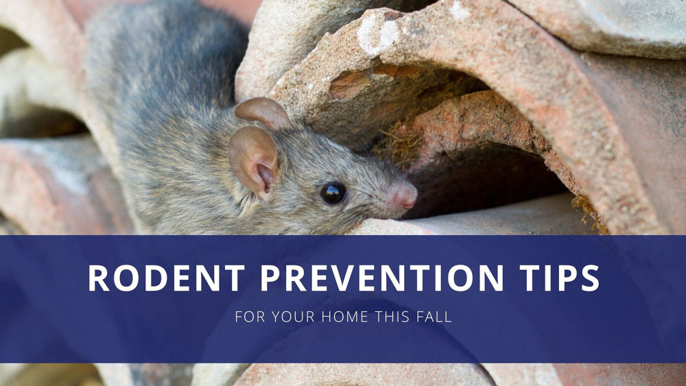 Rodent Prevention Tips for Your Home this Fall | Terminix Wil-Kil