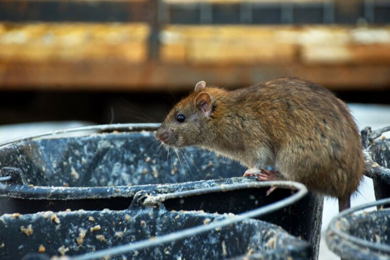 Commercial Rodent Exclusion: Protecting Your Business | Terminix Wil ...
