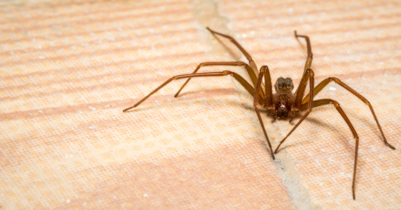 Common Types of Spiders in Wisconsin | Terminix Wil-Kil