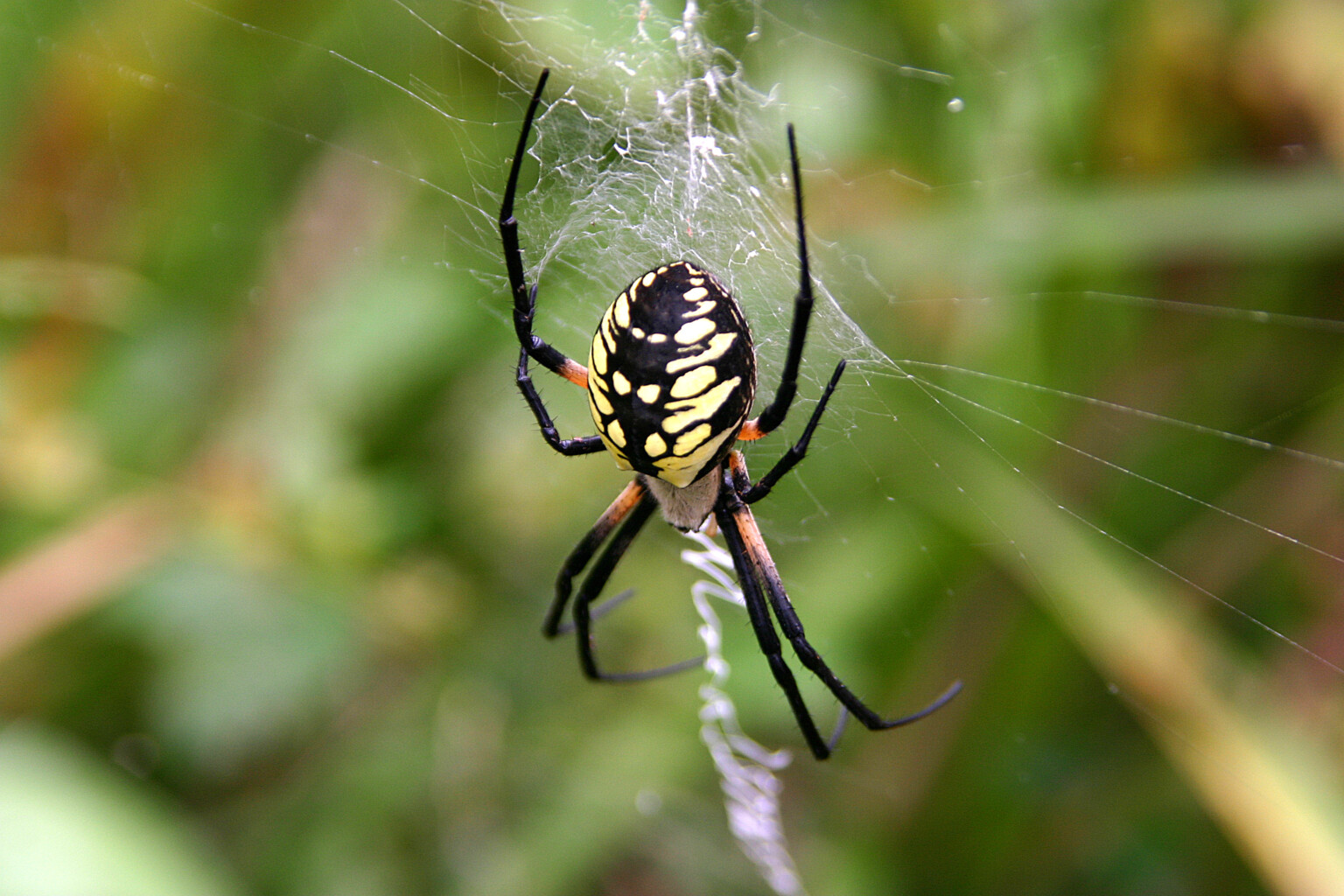 Common Types of Spiders in Wisconsin | Terminix Wil-Kil