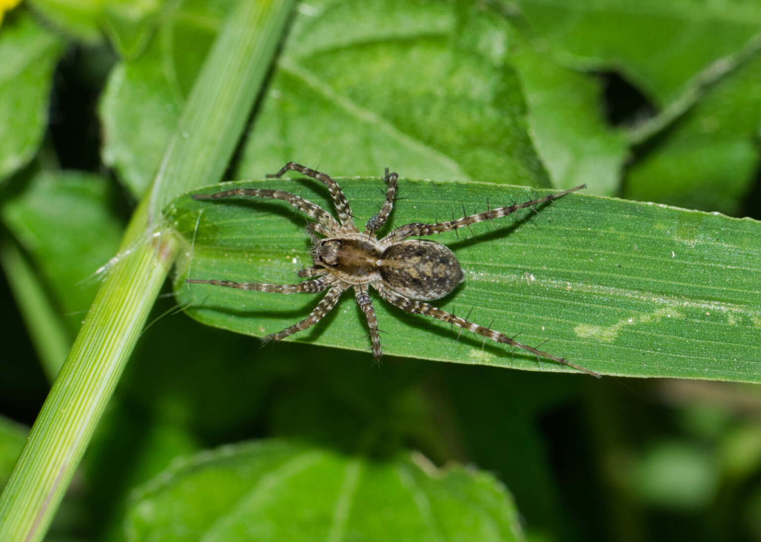 Common Types of Spiders in Wisconsin | Terminix Wil-Kil