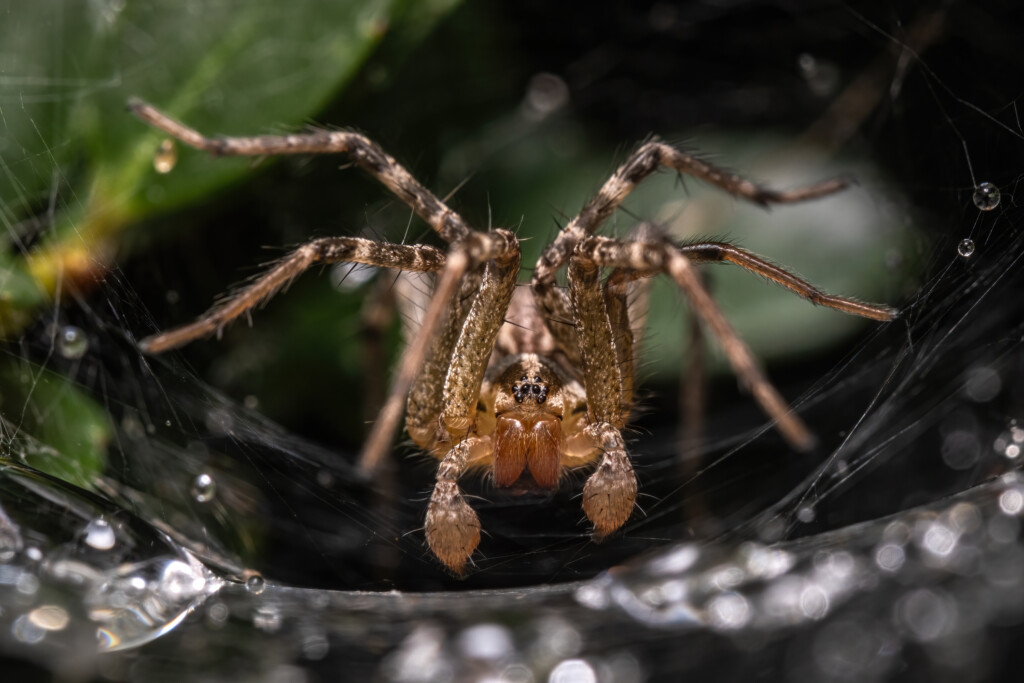 Common Types of Spiders in Wisconsin | Terminix Wil-Kil