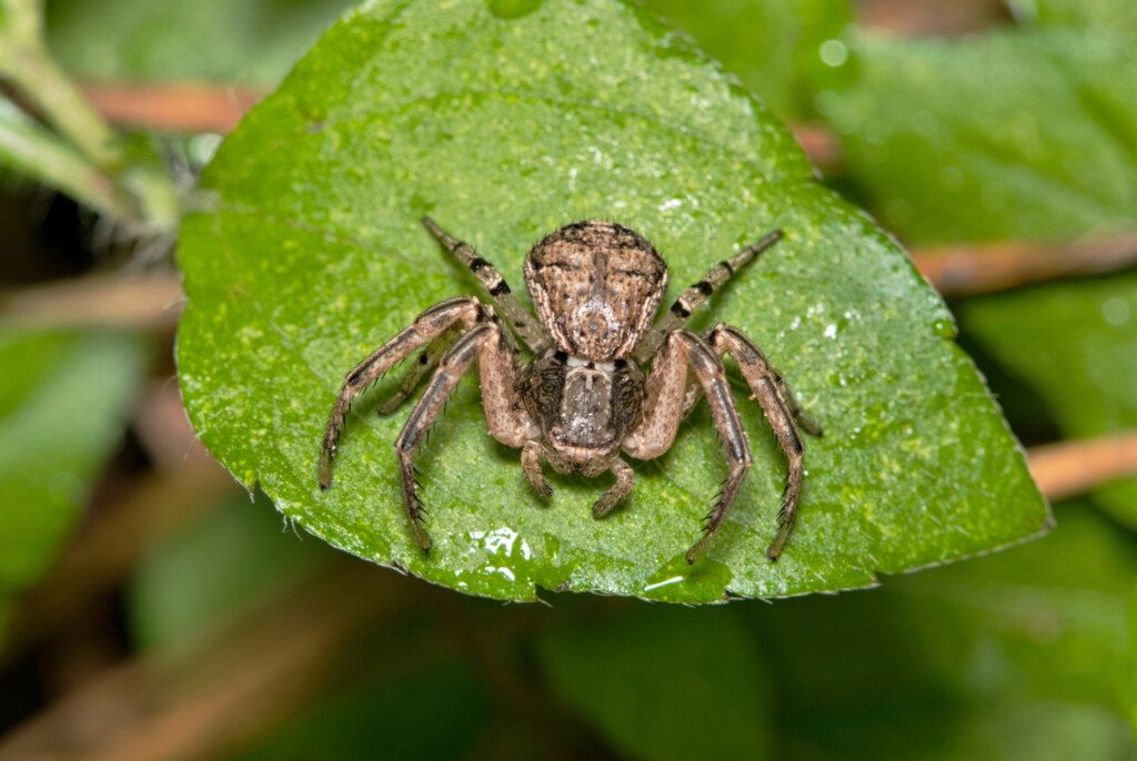 Common Types of Spiders in Wisconsin | Terminix Wil-Kil