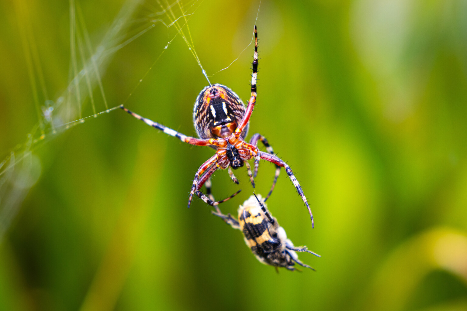 Common Types of Spiders in Wisconsin | Terminix Wil-Kil